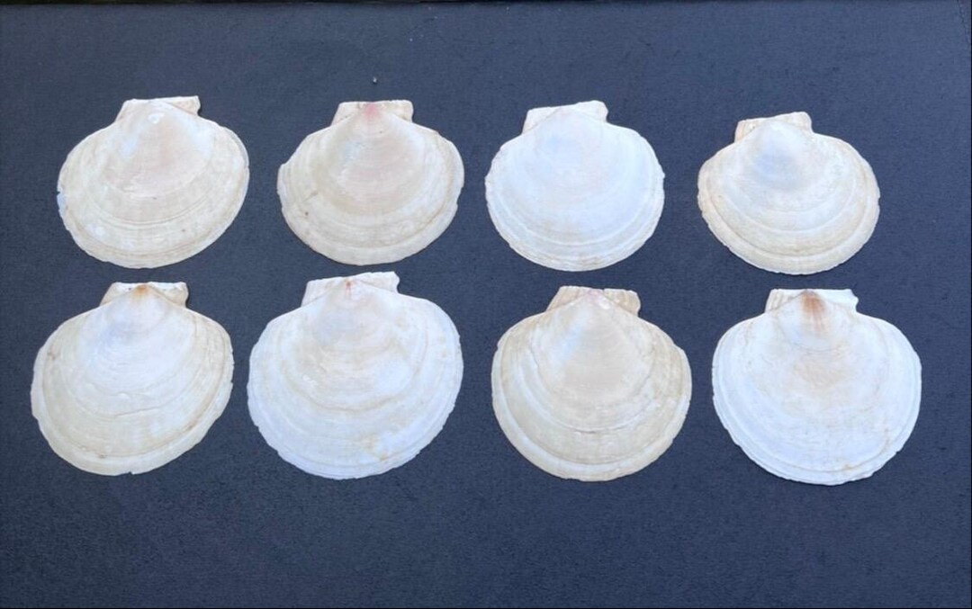 Scallop Shells Flat Bottom Iridescent Inside 5”-5 1/2” W 5”-5 1/2” T ...