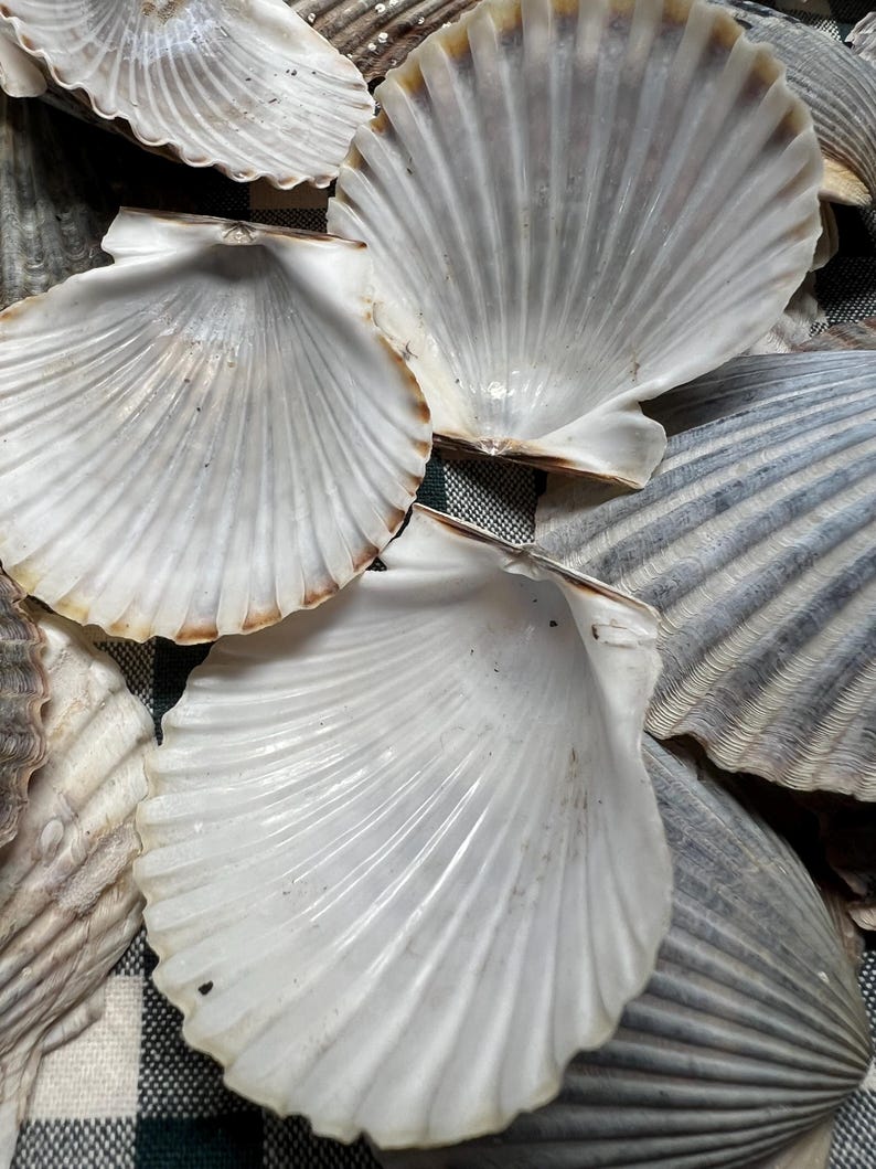 Scallop Shells 2.5”-3.5” Cape Cod Bay 25 in a Lot - Etsy