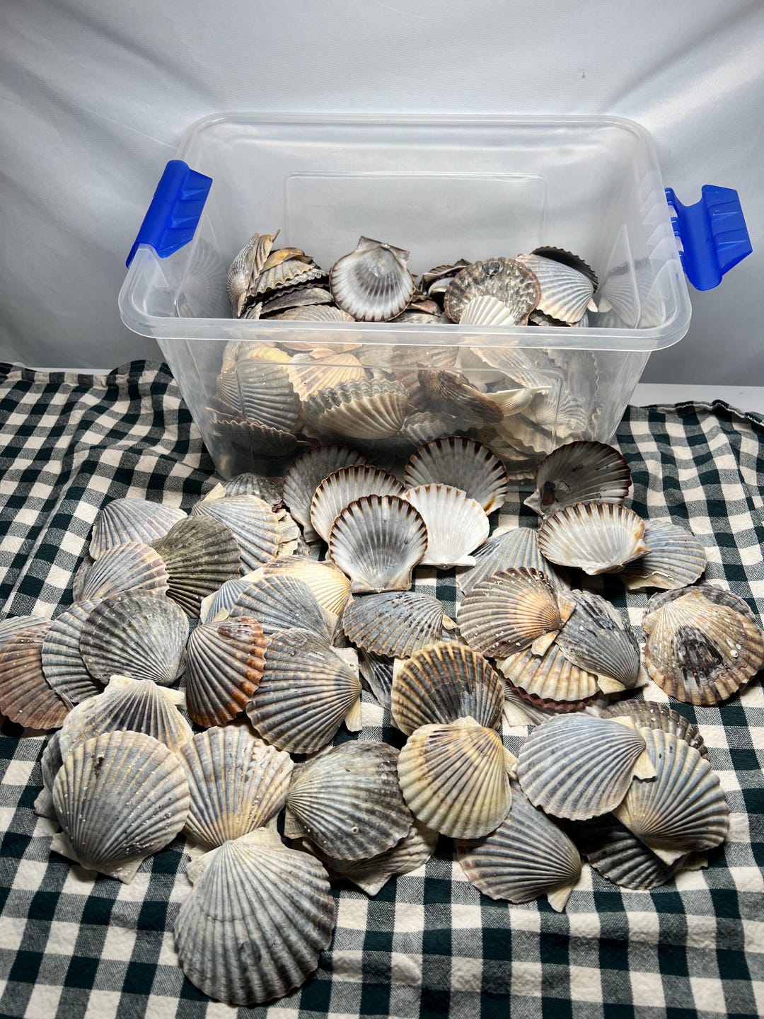 Scallop Shells 2.5”-3.5” Cape Cod Bay 25 in a Lot - Etsy