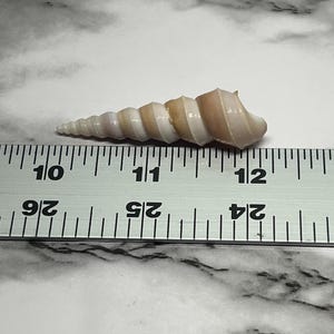 Screw Seashells Turritella Brown Auger Crafts Art Coastal Home Decor ...