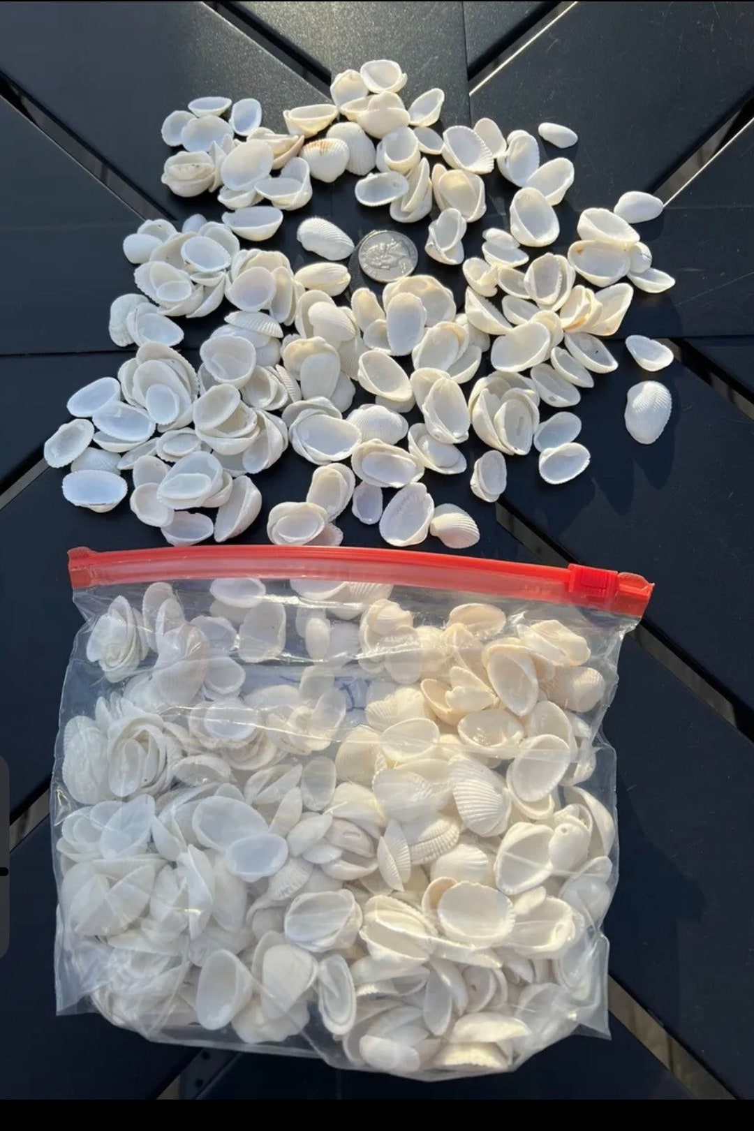Snow White Small Cay Cay Shells 1/2-1in. 250 Pieces - Etsy
