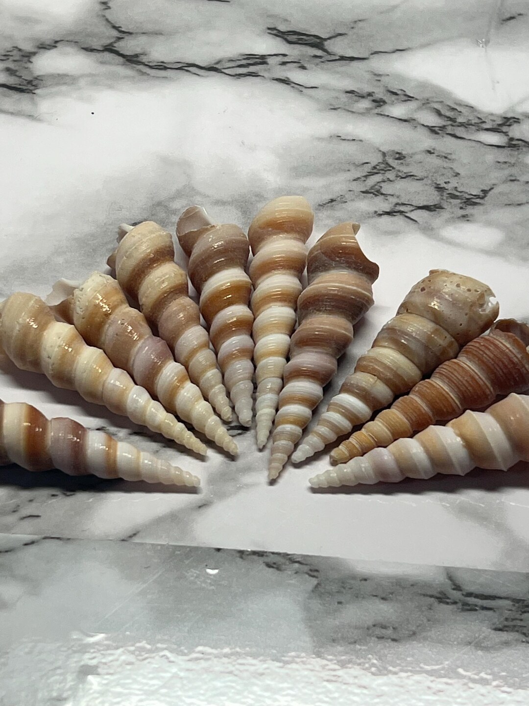 Screw Seashells Turritella Brown Auger Crafts Art Coastal Home Decor ...