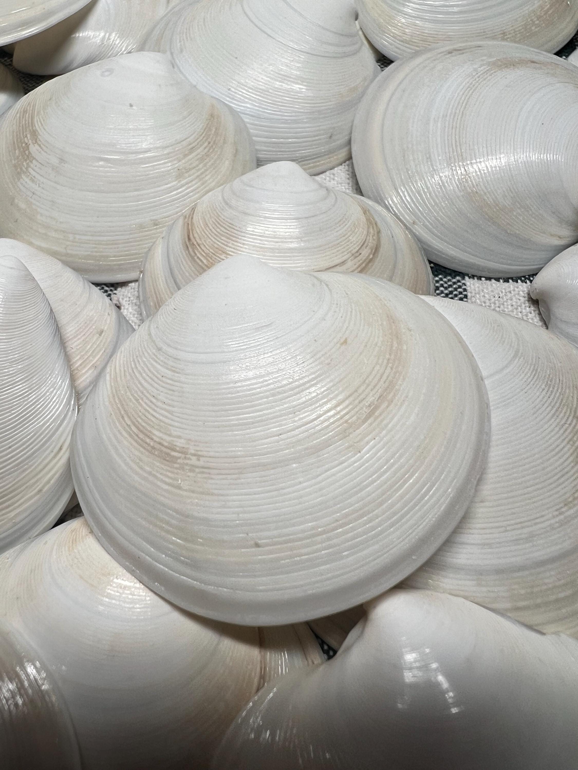 White Soft Clam Shells Dosinia Disk Florida Molluscs 1 1/2”-2” 20 in a ...