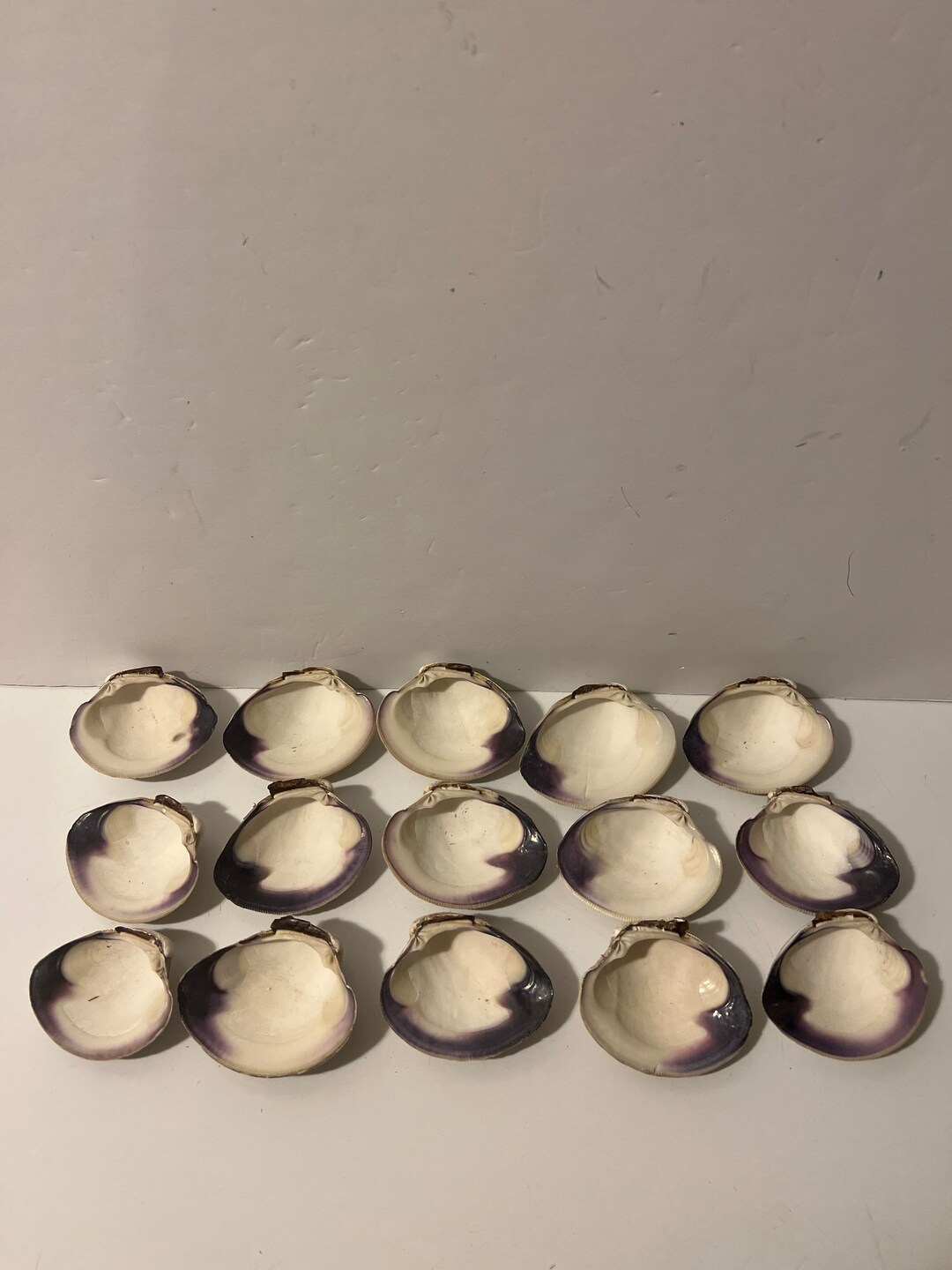 Quahog Hard Shell Clams 2-3” W 20 Pieces in the Lot . Great for Cutting ...