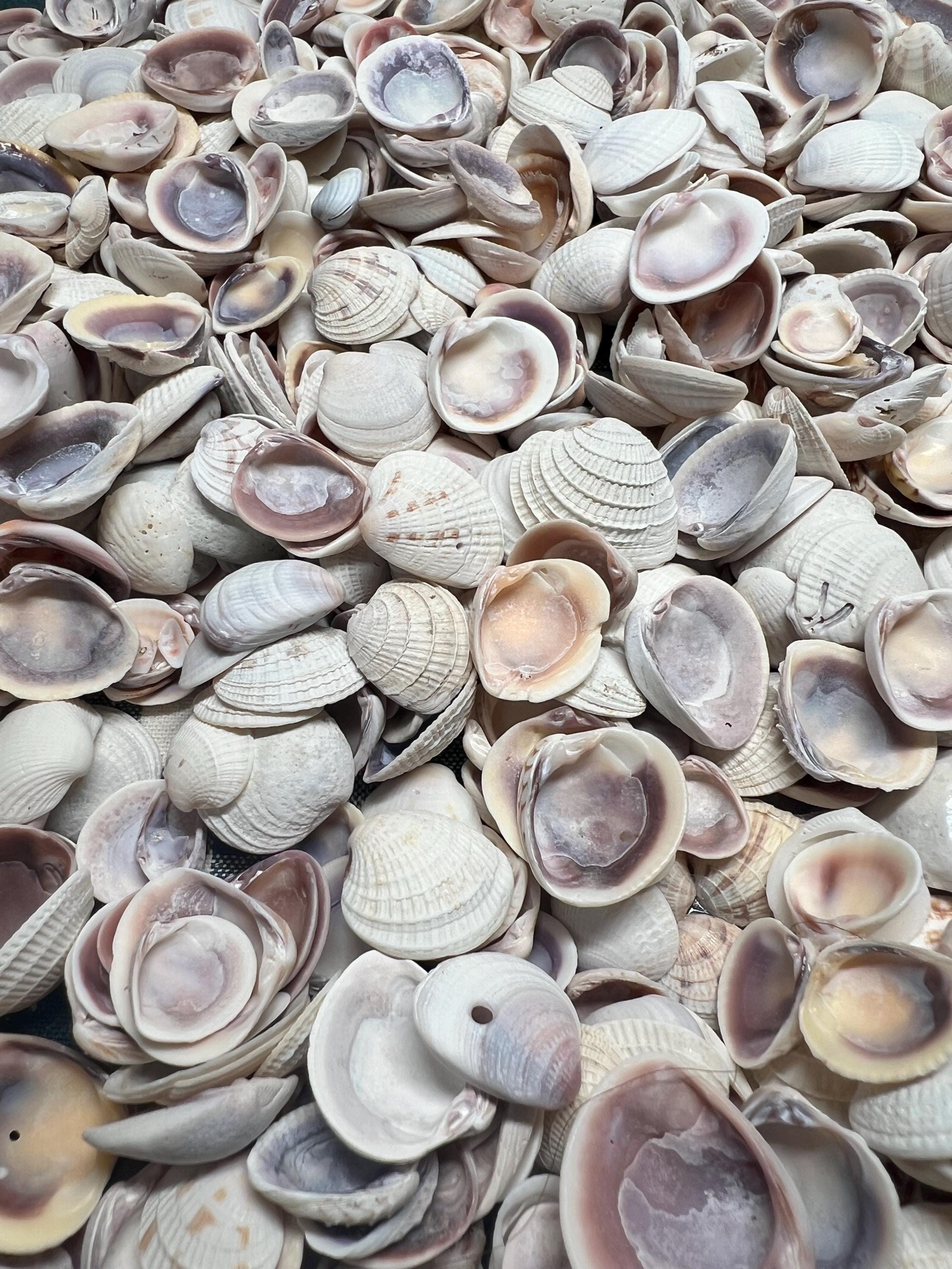 Venus Clam Shells Purple & Orange Seashells 1/2”-1” 100+ in A Lot Craft ...