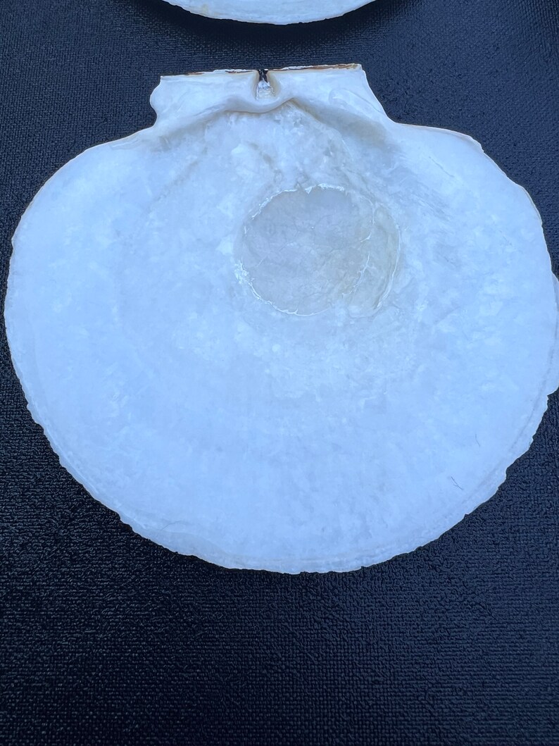 Sea Scallop Shells Deep Ocean Iridescent Inside Flat Bottom Shell 8 ...