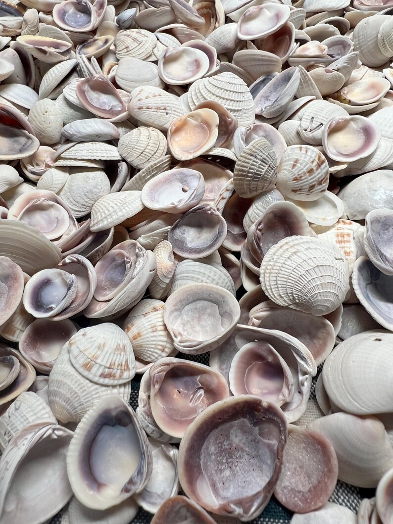 Venus Clam Shells Purple & Orange Seashells 1/2”-1” 100+ in A Lot Craft ...