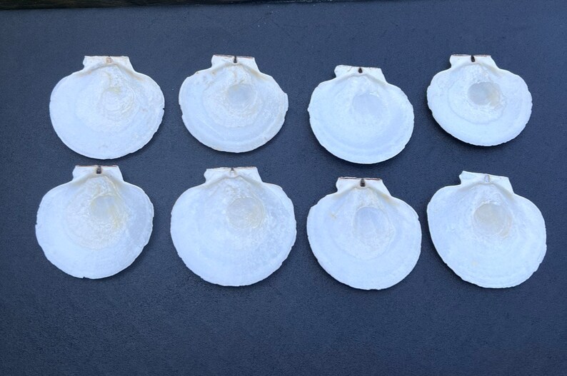 Sea Scallop Shells Deep Ocean Iridescent Inside Flat Bottom Shell 8 ...