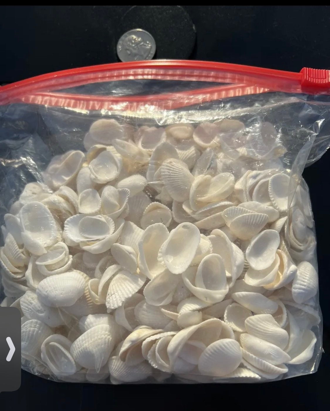 Snow White Small Cay Cay Shells 1/2-1in. 250 Pieces - Etsy