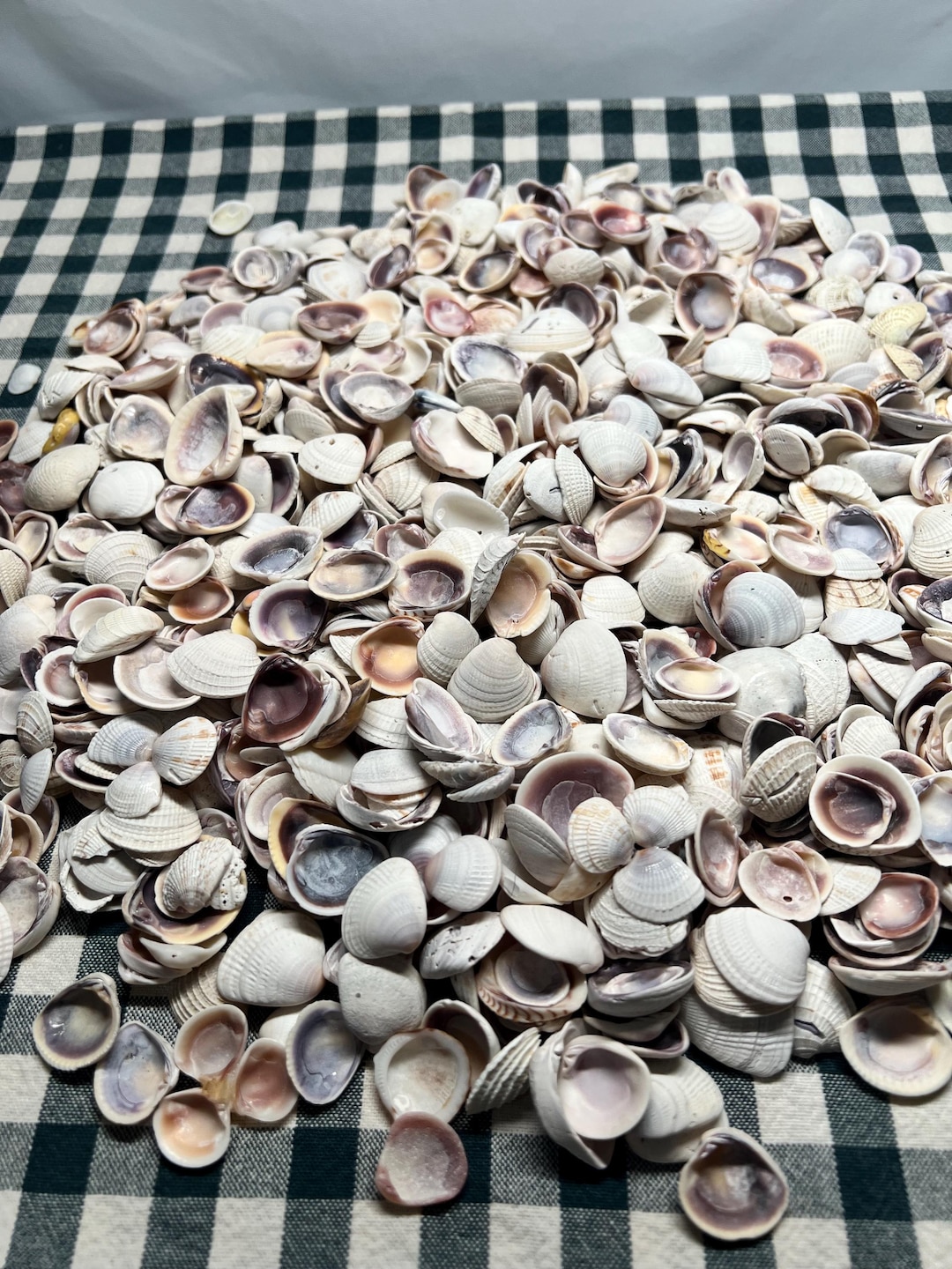 Venus Clam Shells Purple & Orange Seashells 1/2”-1” 100+ in A Lot Craft ...