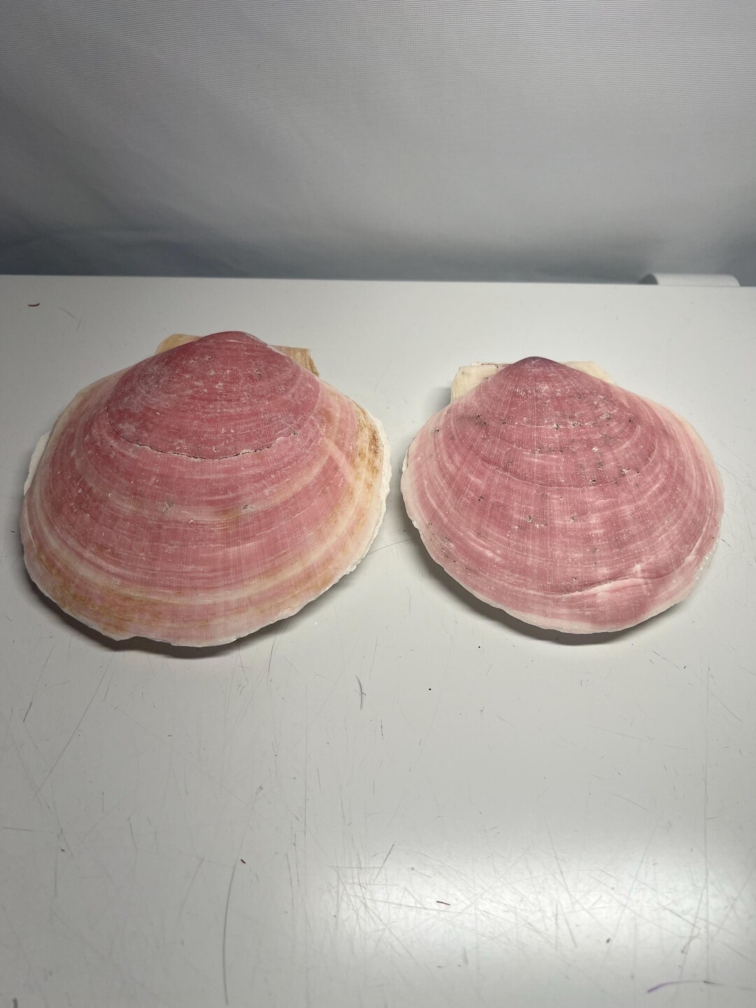 Scallops Shells Top and Bottom Sets Pink 5”-4” W 1” H Lot #4 Deep Sea ...