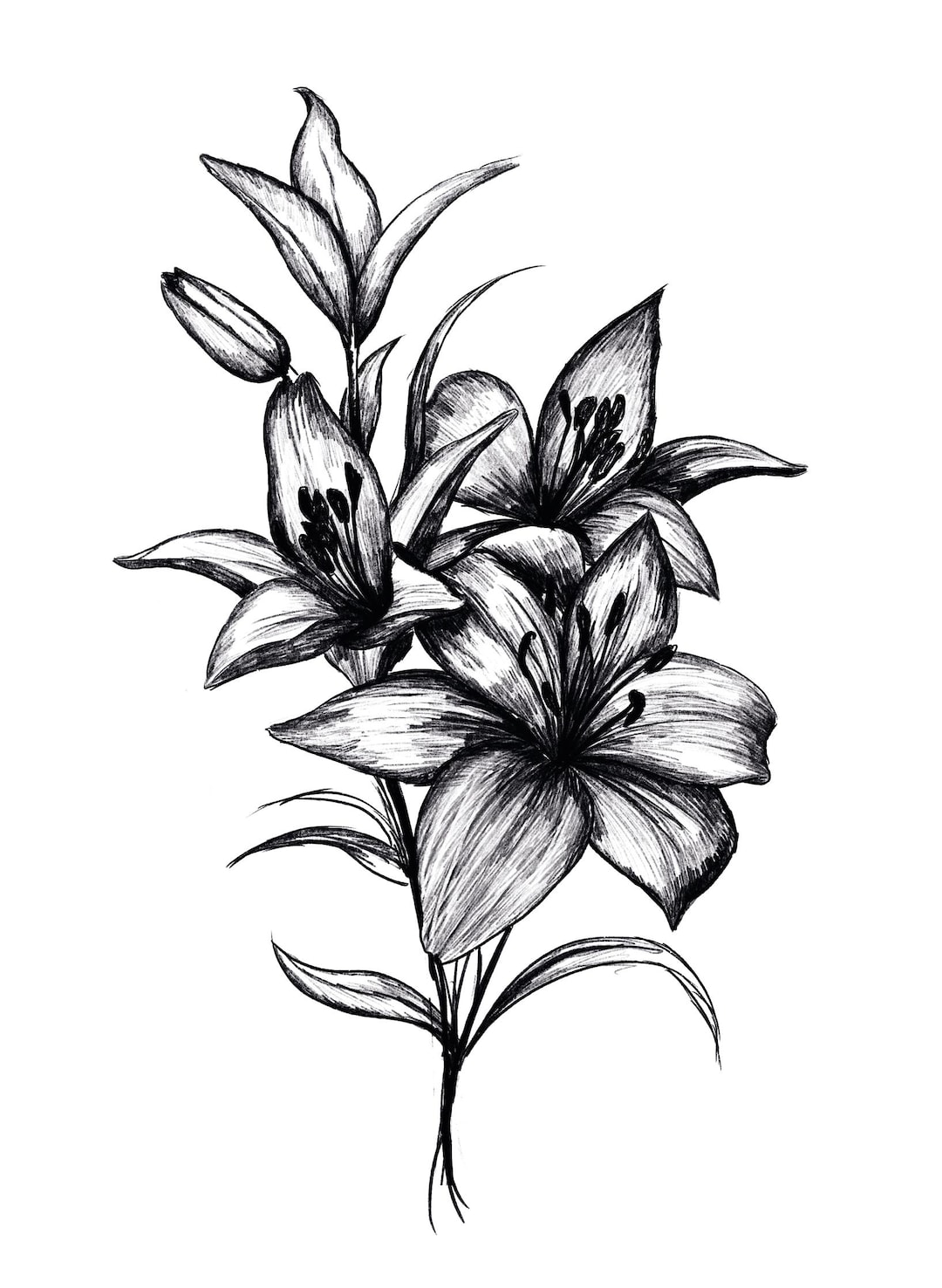 Lily Drawing Digital Download – Hand-drawn Realistic Flower – PNG File ...