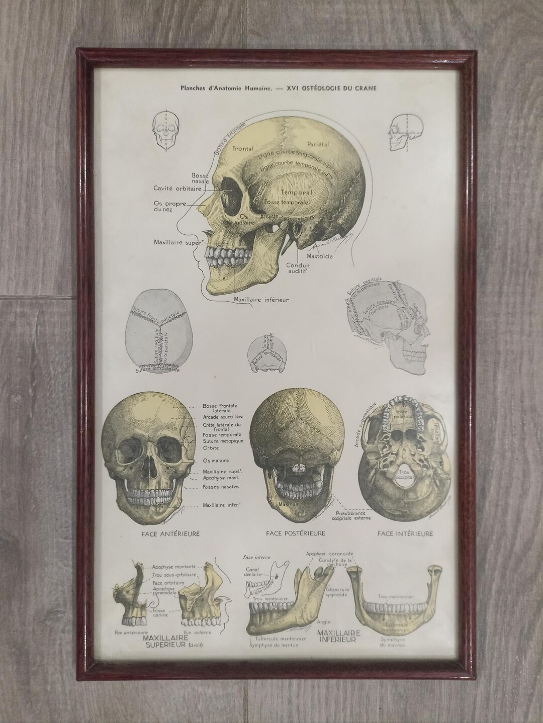 Frame Anatomy Board Framed Skull Skeleton Osteology Engraving Medicine ...