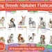 Dog Breeds Flash Cards Letters A to Z Clippable Flashcard Montessori 3 ...