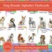 Dog Breeds Alphabet Flash Cards Letters A to Z Clippable Montessori 3 ...