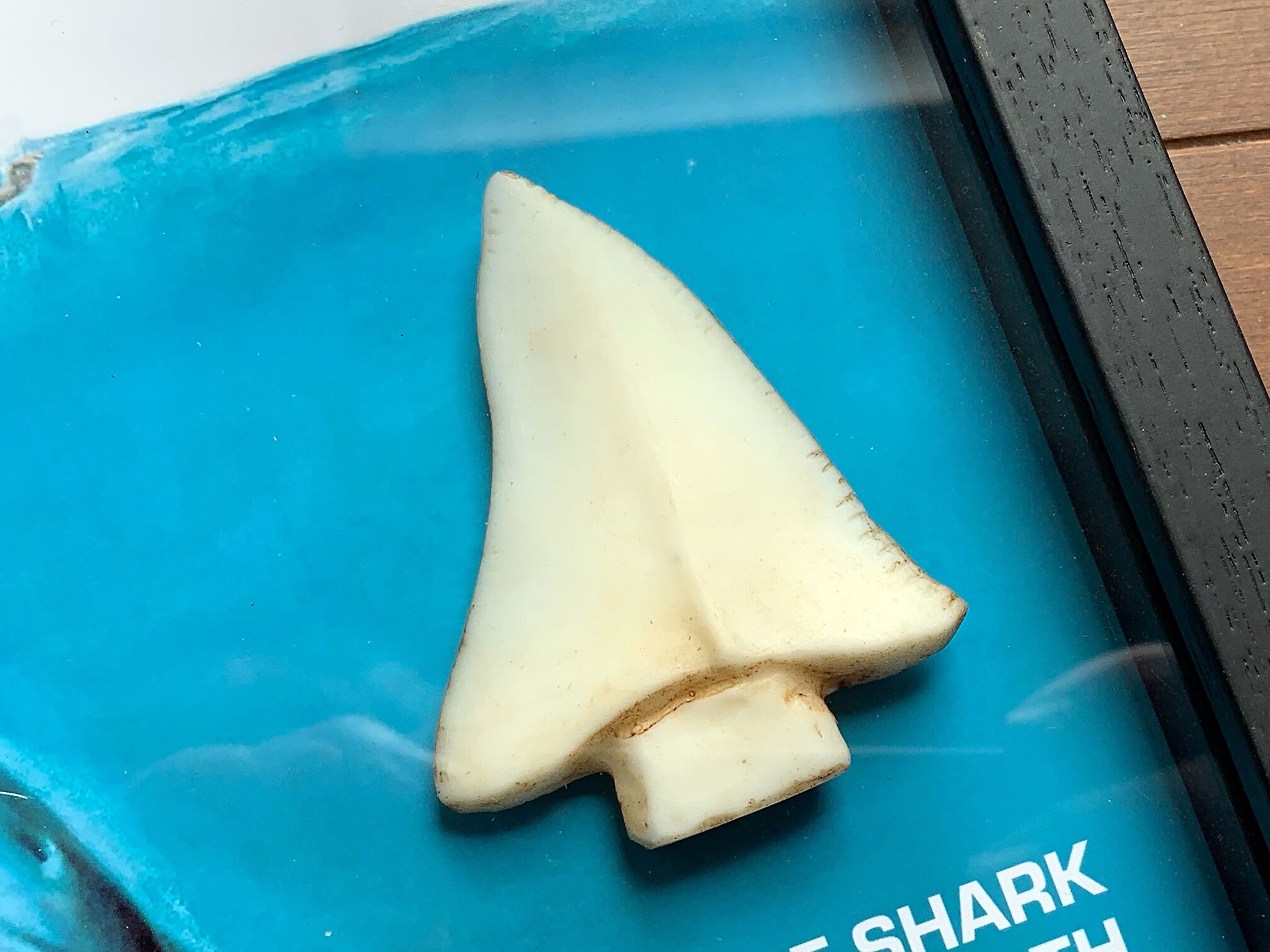 JAWS Jaws Replica of an Original Shark Tooth From the Film in 3D Object ...
