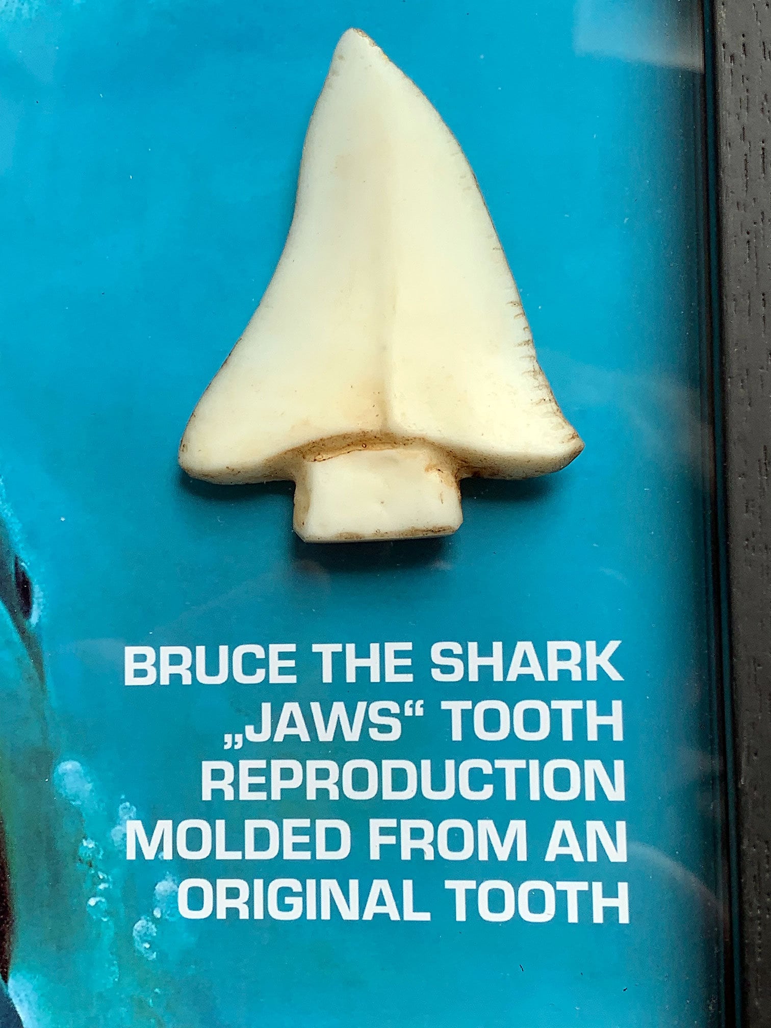 JAWS Jaws Replica of an Original Shark Tooth From the Film in 3D Object ...