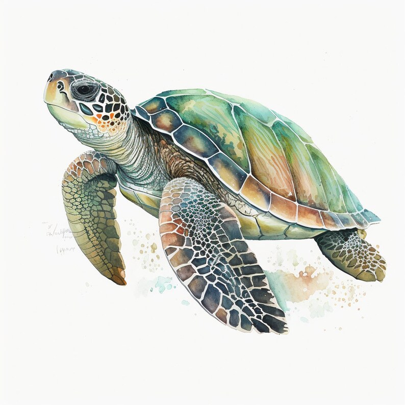 12 Watercolor Sea Turtle Free Commercial Used Digital Images - Etsy