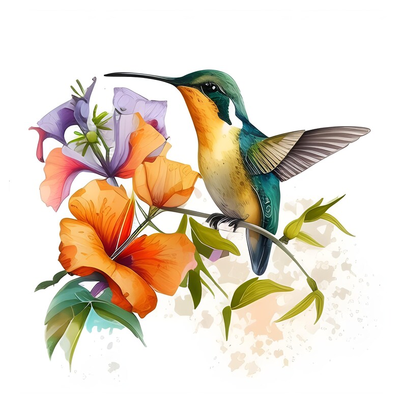 8 Colorful Colibri Digital Images Watercolor Colibri - Etsy