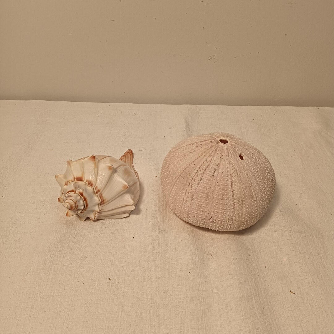 2 Sea Shells Jellyfish Shell Urchin Shellwhelk Shell Air - Etsy