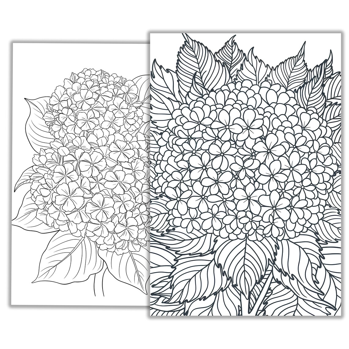Hydrangea Flower Coloring Pages Printable Floral Art for Kids & Adults ...