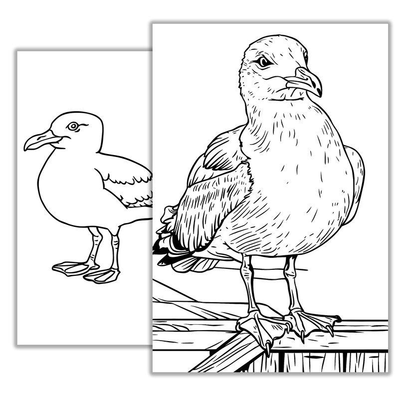 Gull Coloring Page Printable Coastal Art for Kids & Adults - Etsy