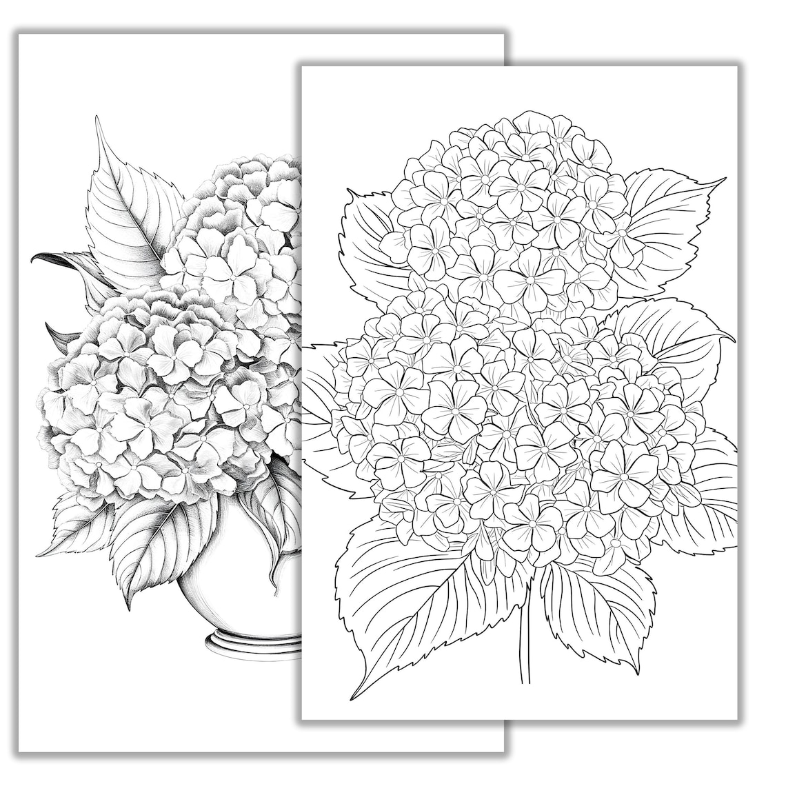 Hydrangea Flower Coloring Pages Printable Floral Art for Kids & Adults ...
