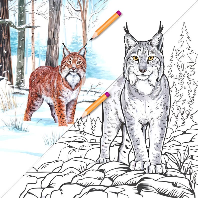 Lynx Coloring Pages | Printable Wildcat Art for Kids & Adults - Etsy