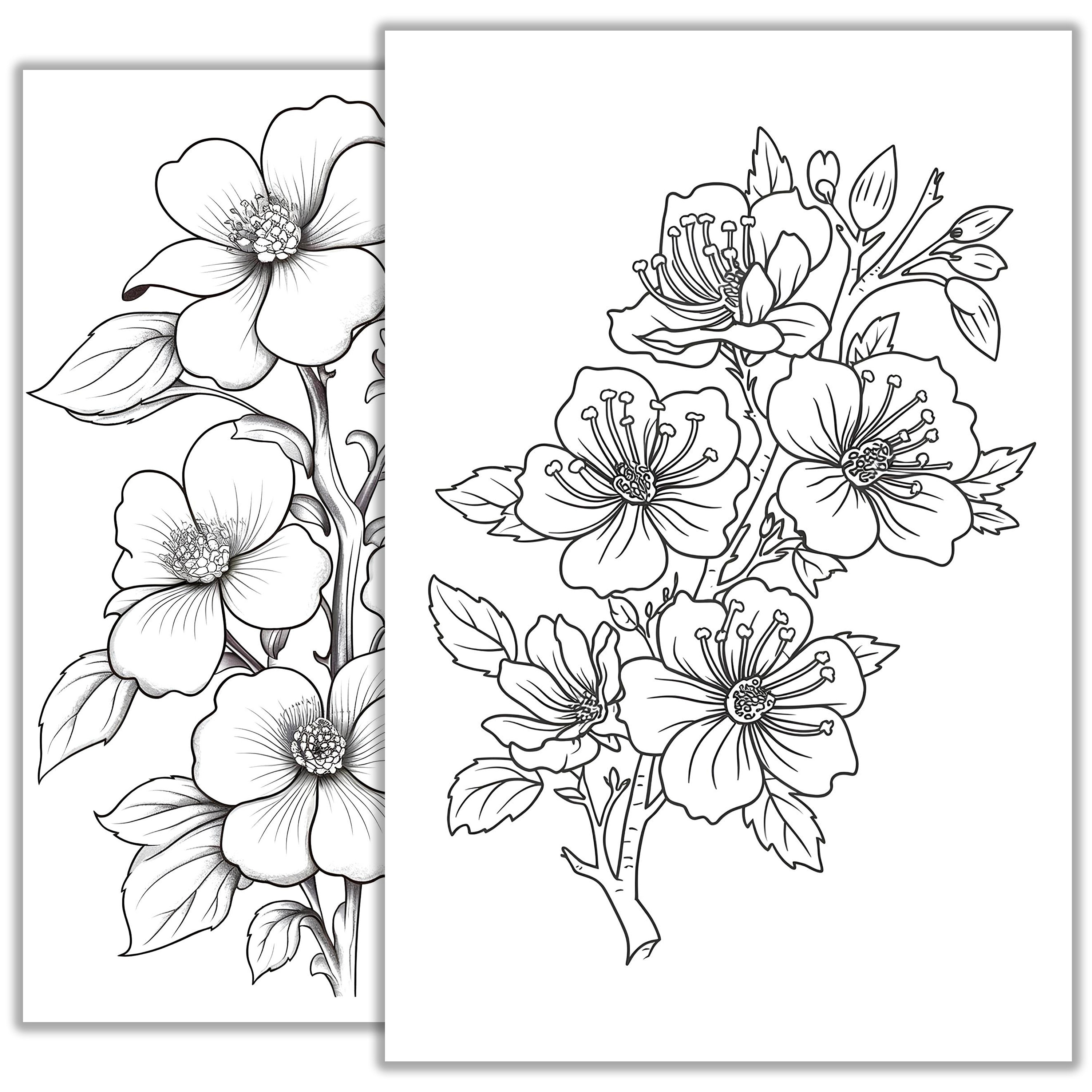 Cherry Coloring Pages – Printable Fruit Coloring Sheets, Kids & Adults ...