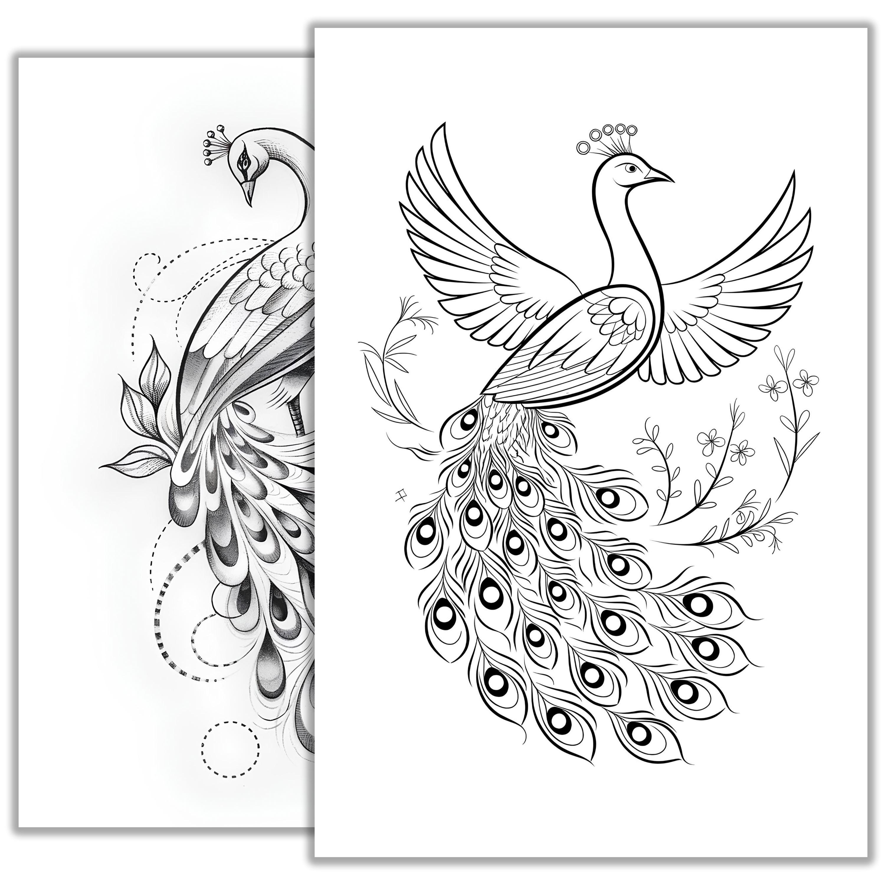 Peacock Line Drawing