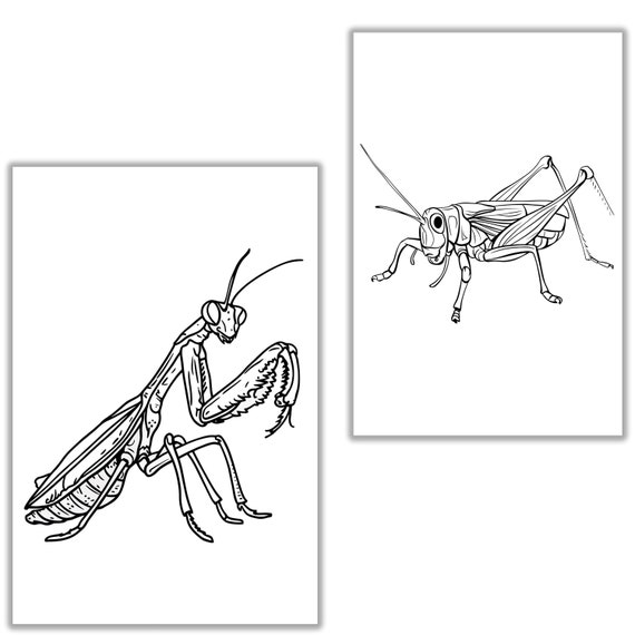 Dibujos Para Colorear De Insectos Para Adultos