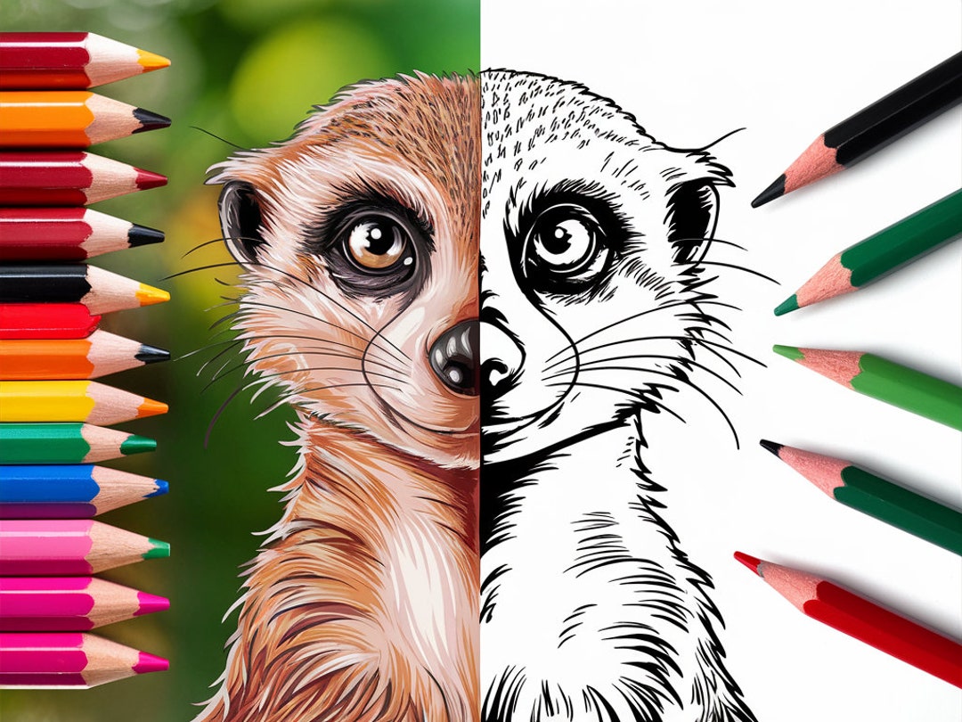 Meerkat Coloring Page Printable Cute Animal Art for Kids & Adults - Etsy