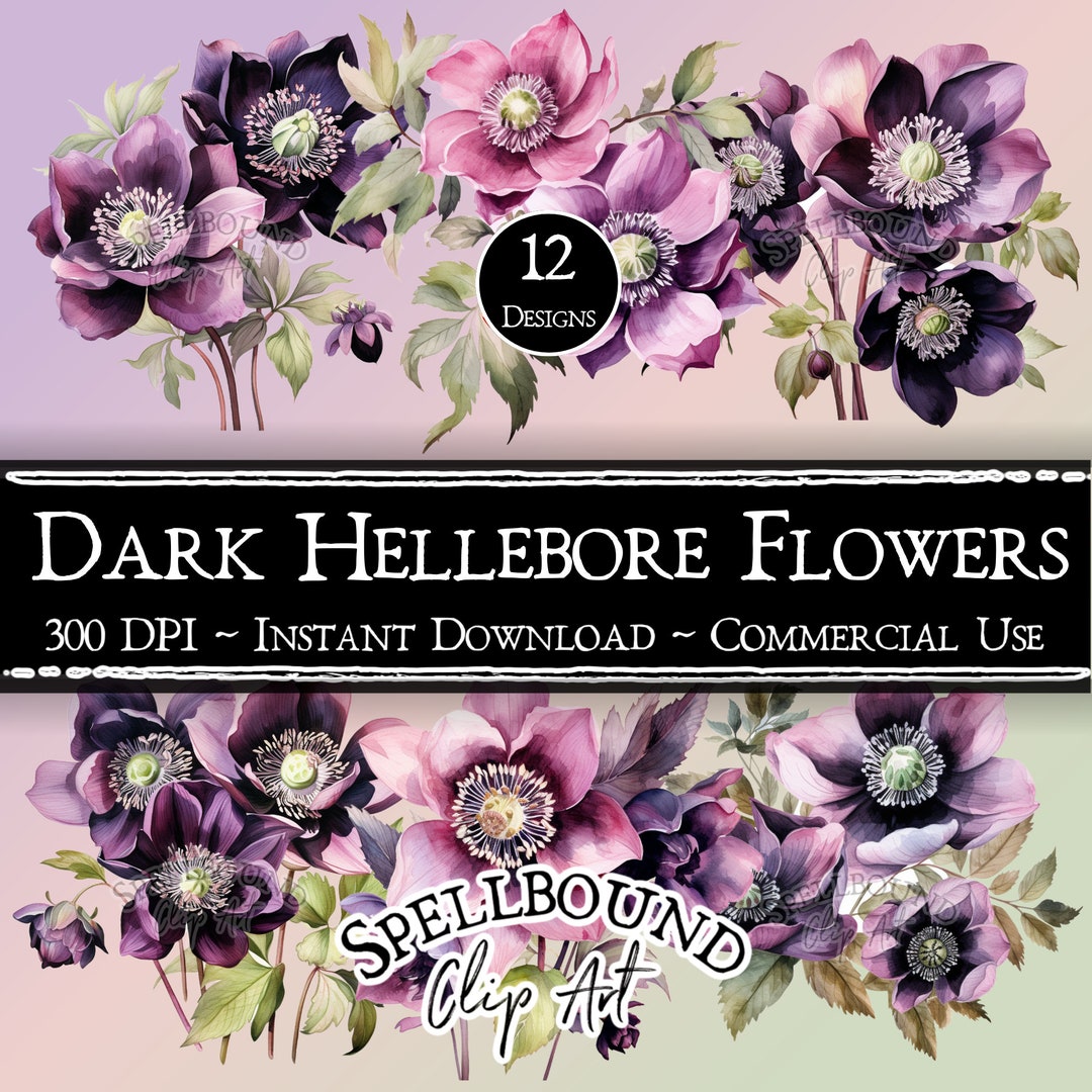 Dark Hellebore Flowers Digital Clipart, Commercial Use, Instant ...