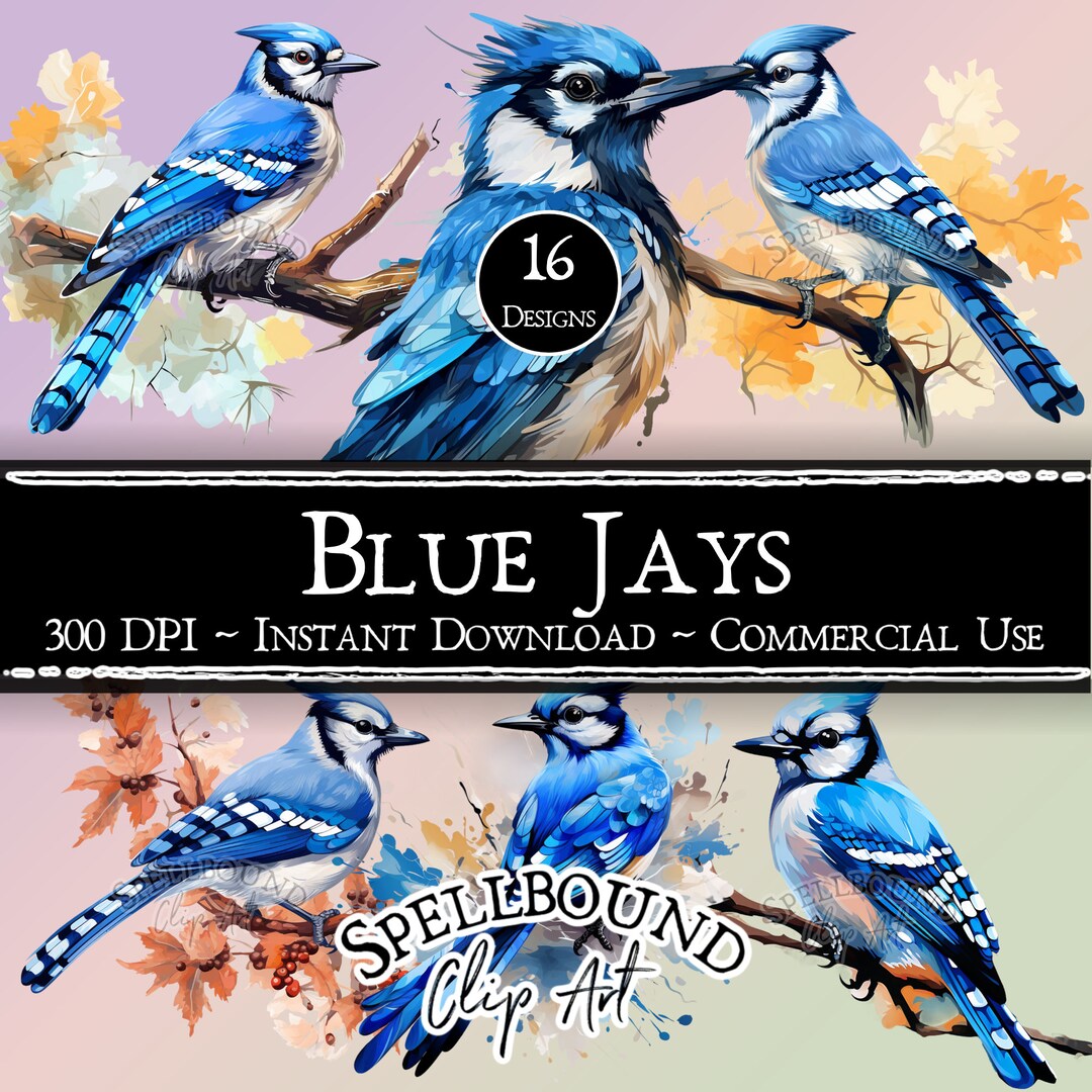 Blue Jay Digital Clipart, Commercial Use, Instant Download, Bird Clip ...
