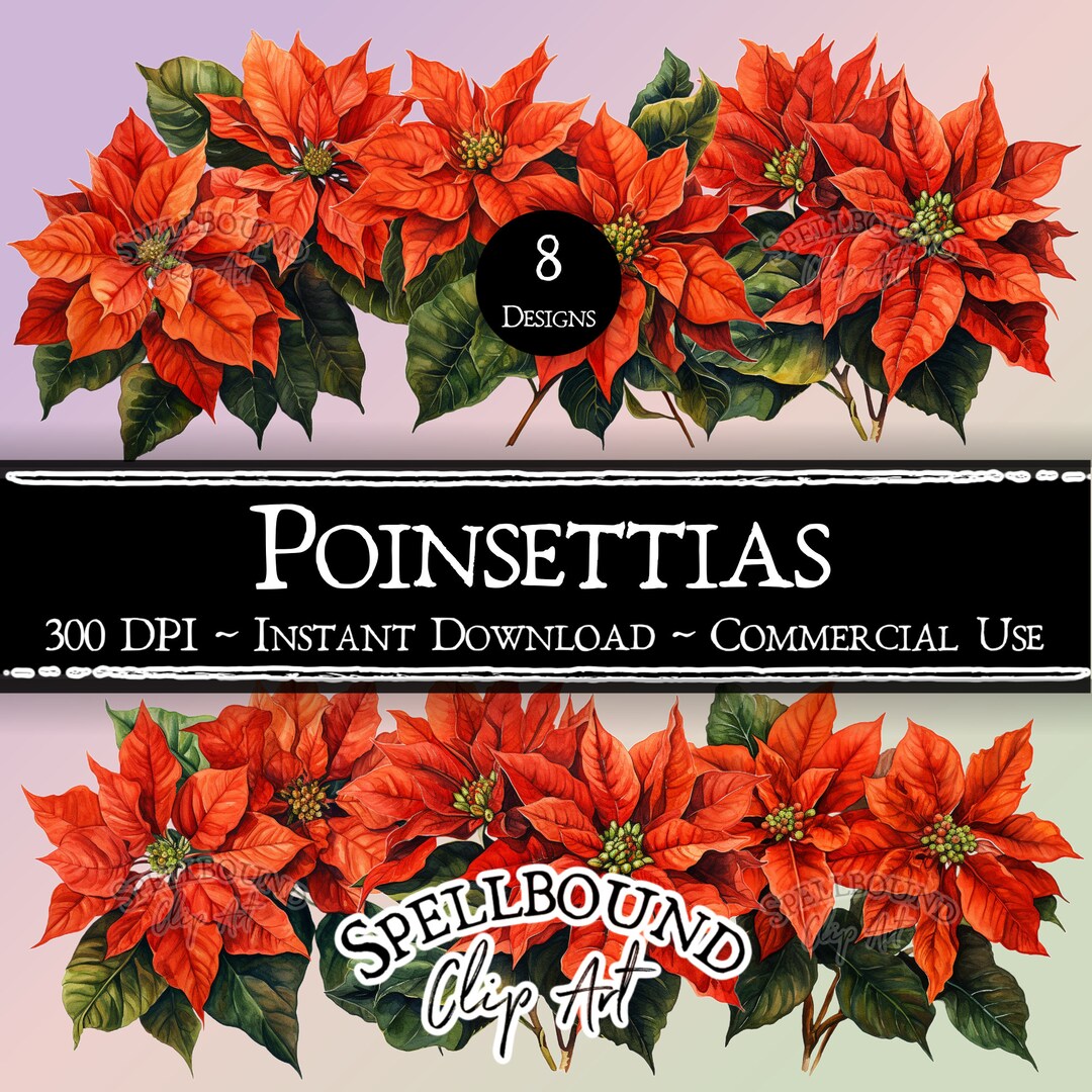 Christmas Poinsettias Digital Clipart, Commercial Use, Instant Download ...