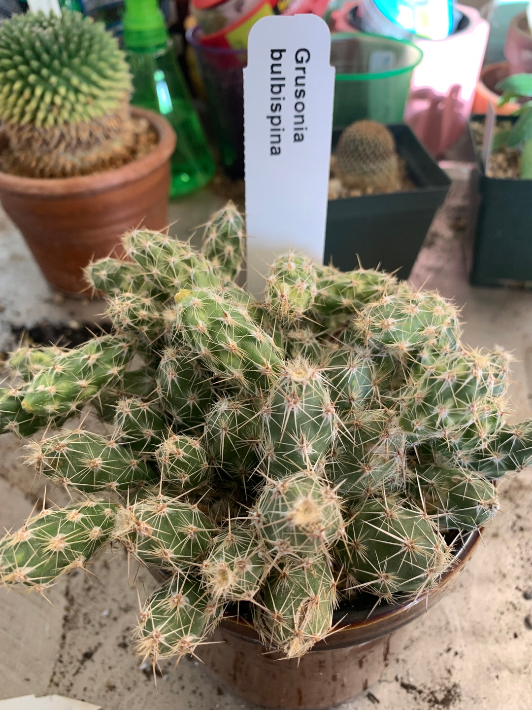 Grusonia Bulbispina Stacking Cactus Cutting - Etsy