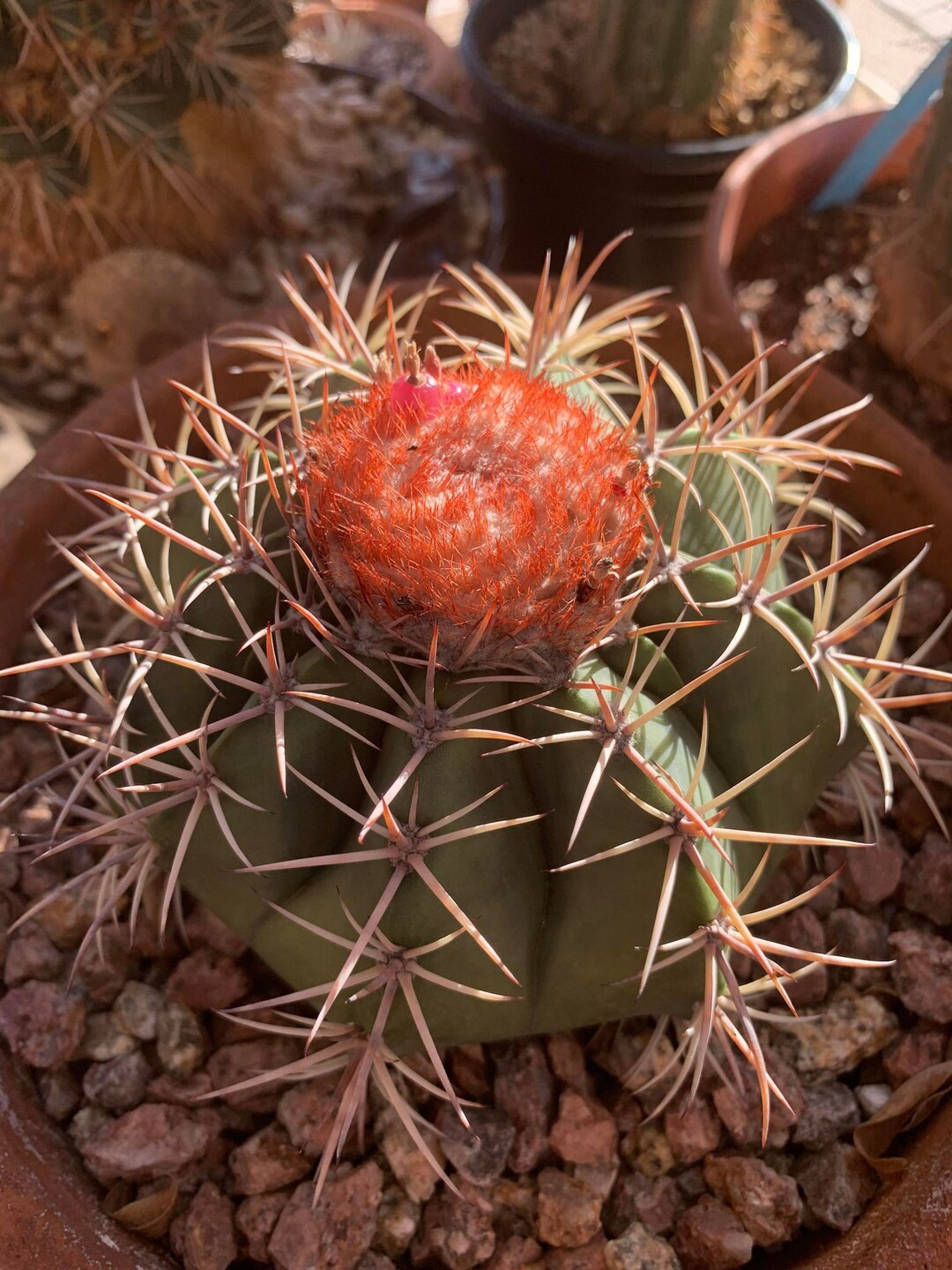Melocactus Pachycanthus 20 Seeds - Etsy