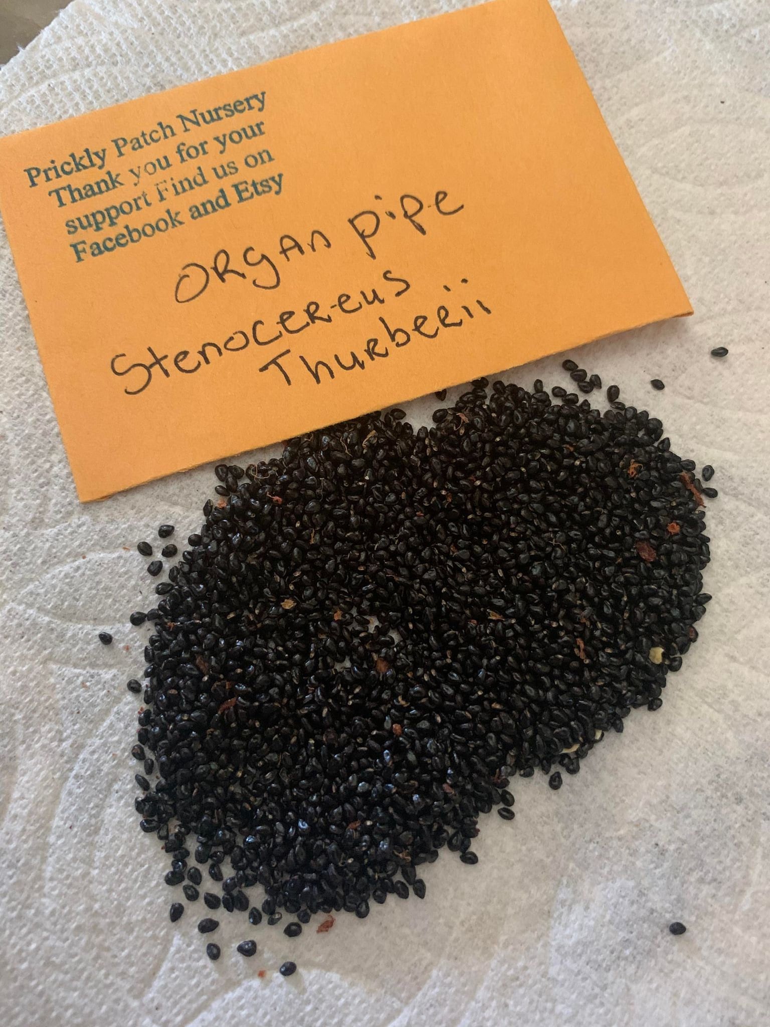 50 Organ Pipe Cactus Seeds Aka Stenocereus Thurberi Seeds - Etsy