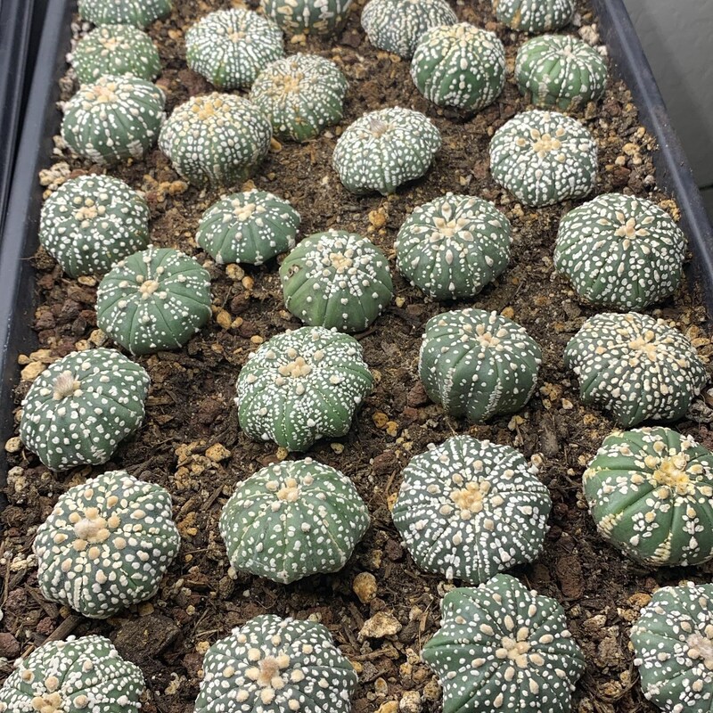Astrophytum Seeds - Etsy