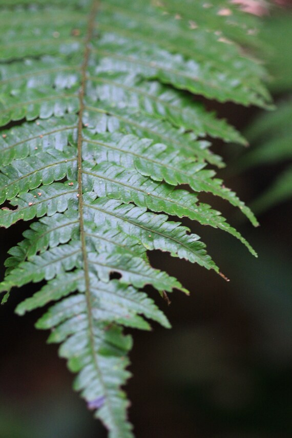 Home Décor Wall Hangings Fern leaf Plants and Fungi series Wildlife ...