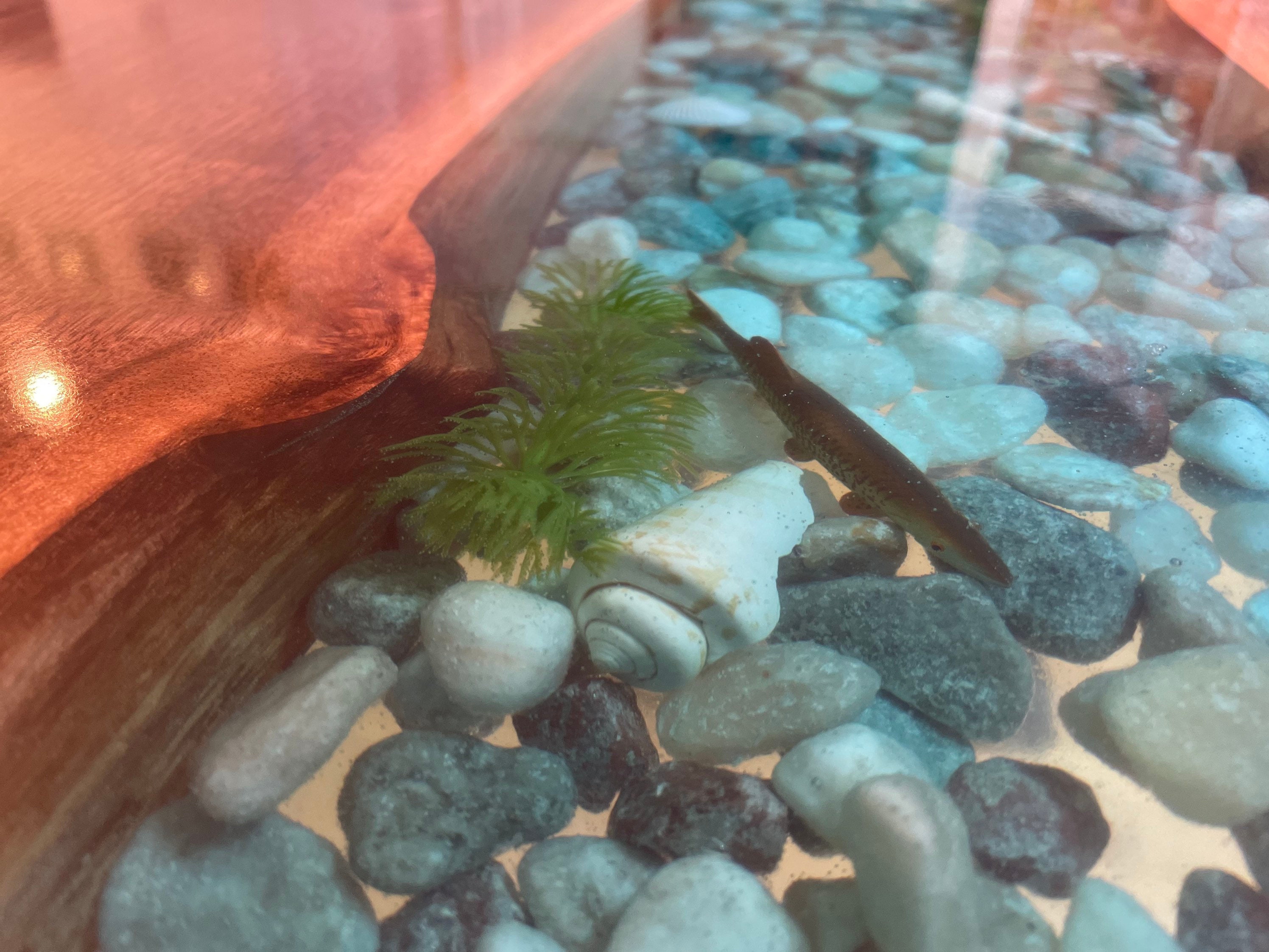 Aquatic Walnut River Table Koi With Fish Dining Table Desk Coffee ...