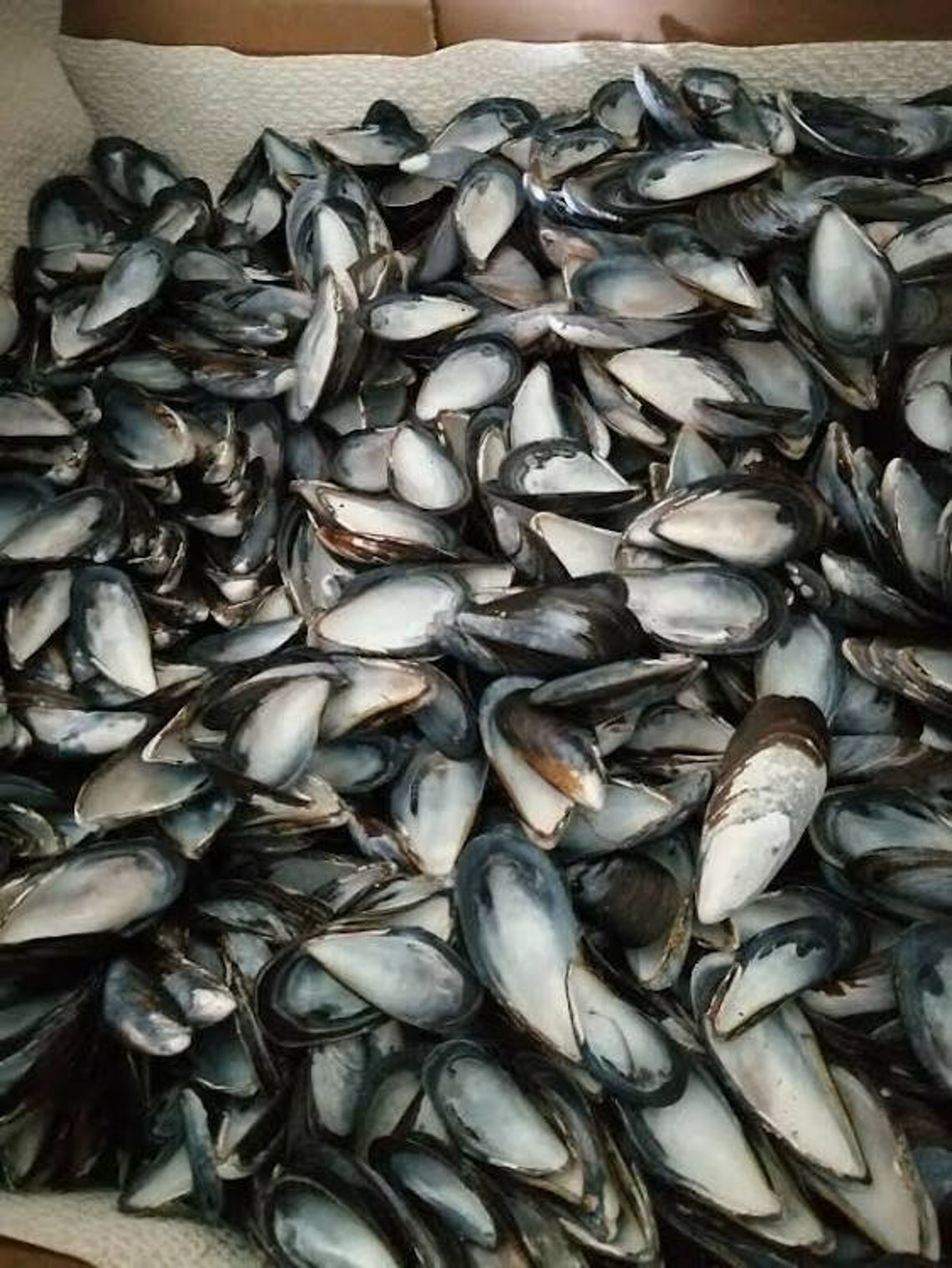 Scotland Blue Mussel Shells - Etsy