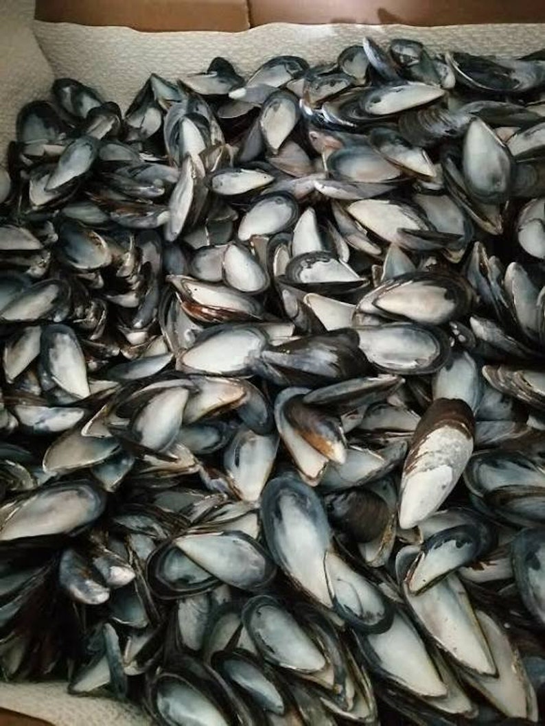 Scotland Blue Mussel Shells - Etsy