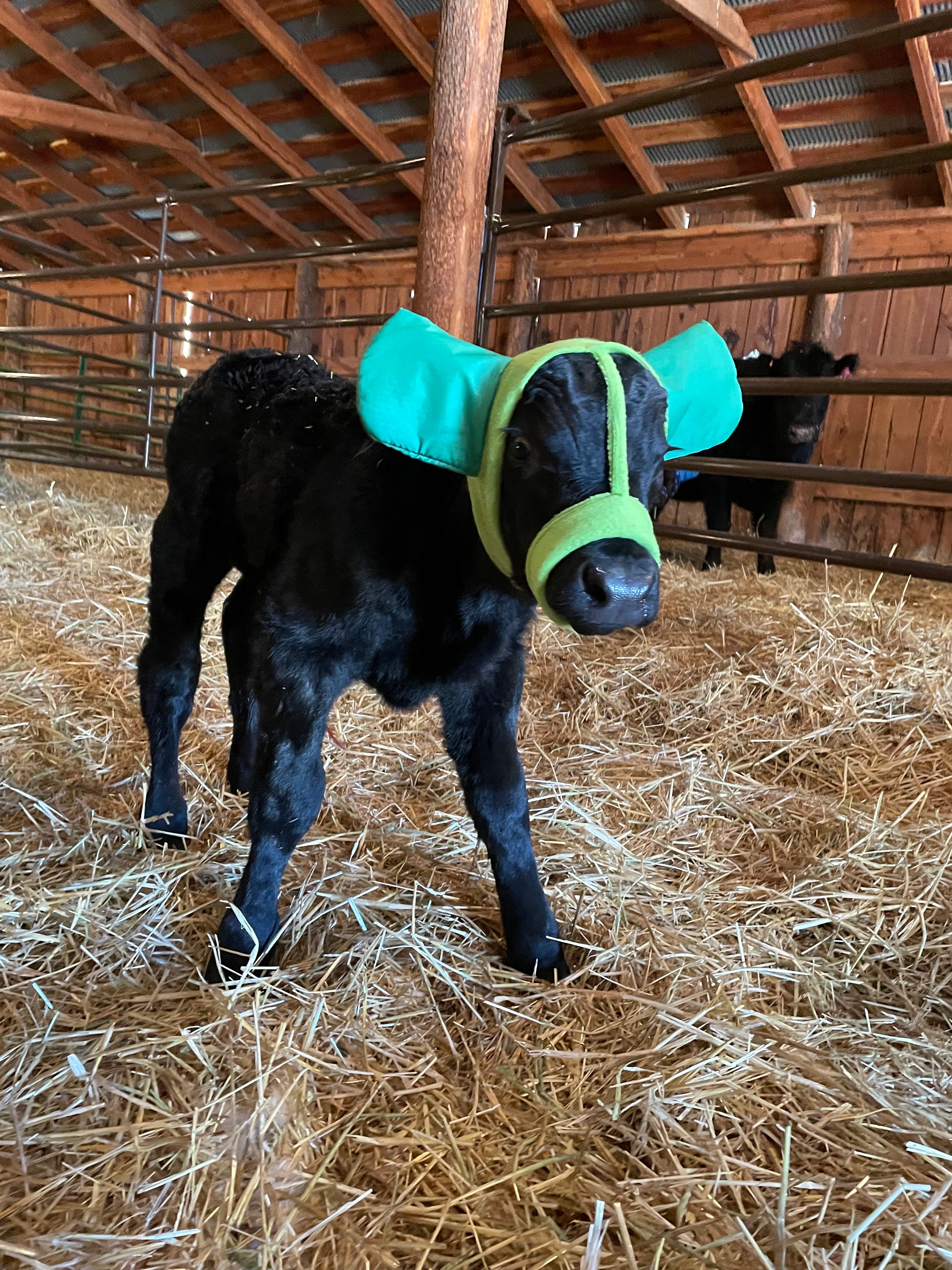 Montana Ear Mooffs - Etsy