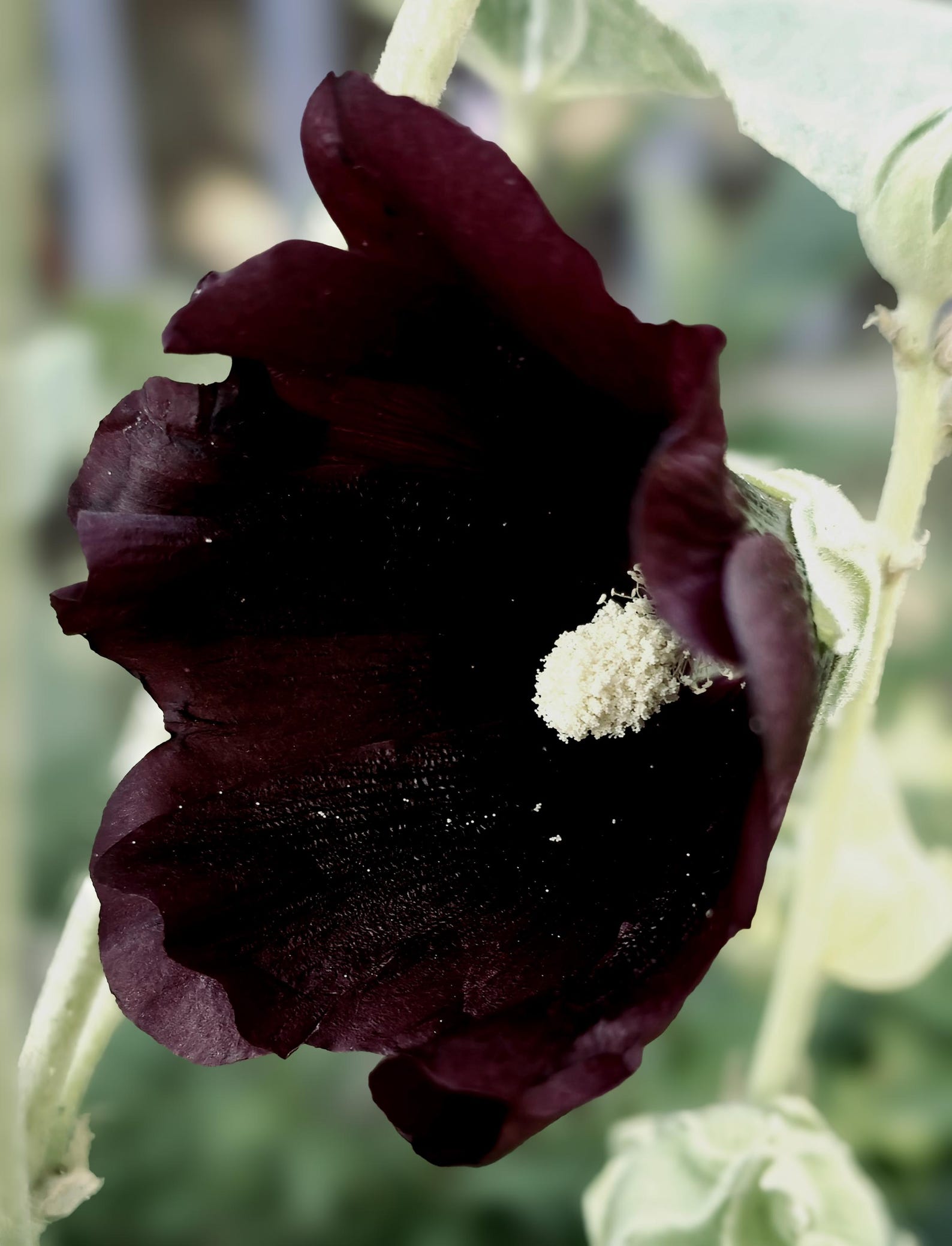 Rare - Hollyhock ' Blacknight ' Pack of 25 Seeds - Etsy