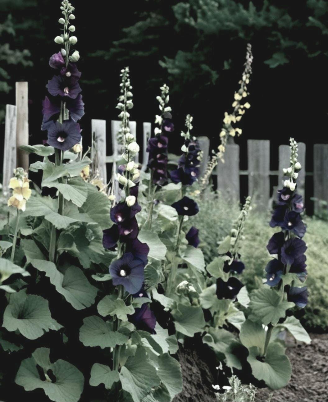 Rare - Hollyhock ' Blacknight ' Pack of 25 Seeds - Etsy