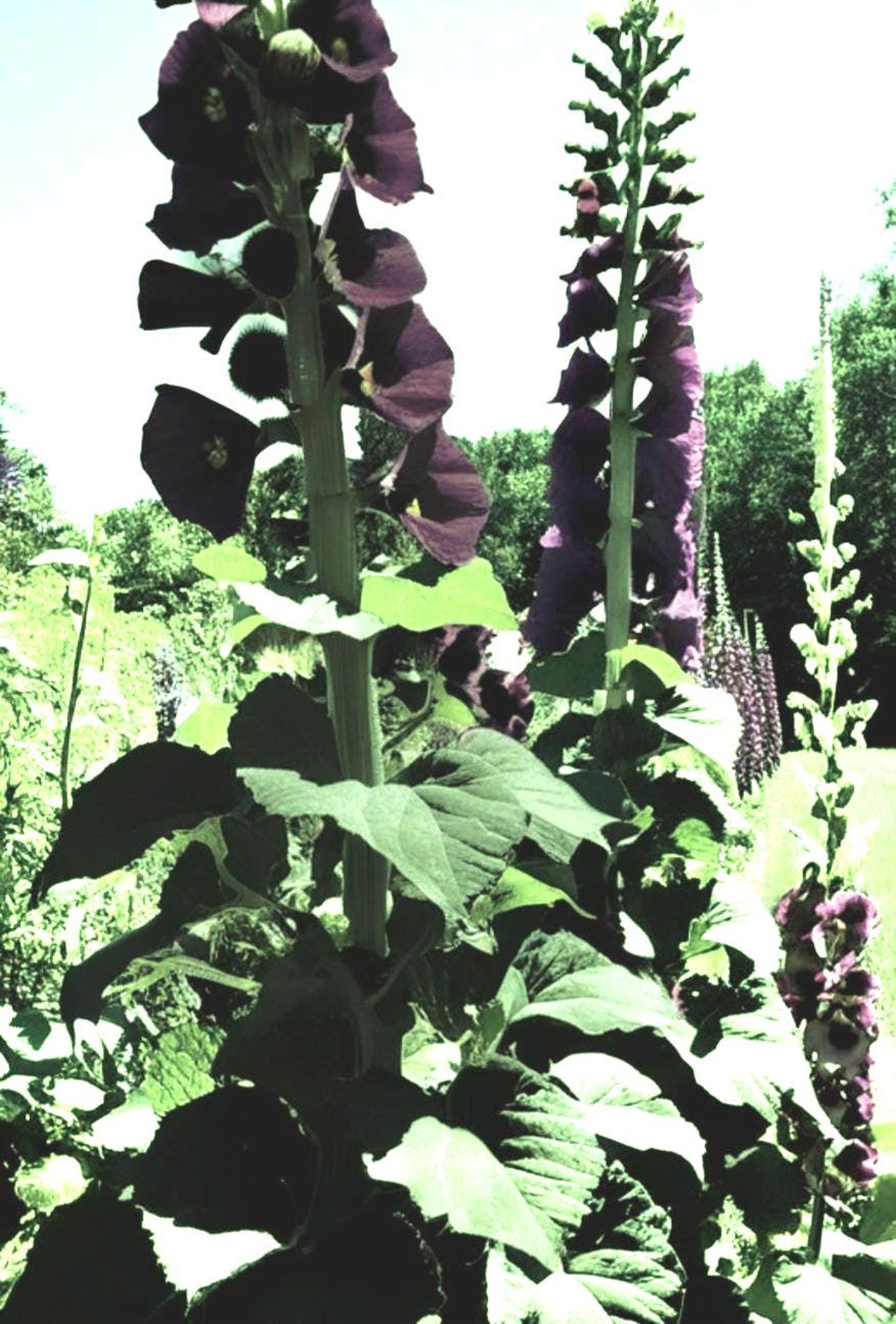 Rare - Hollyhock ' Blacknight ' Pack of 25 Seeds - Etsy