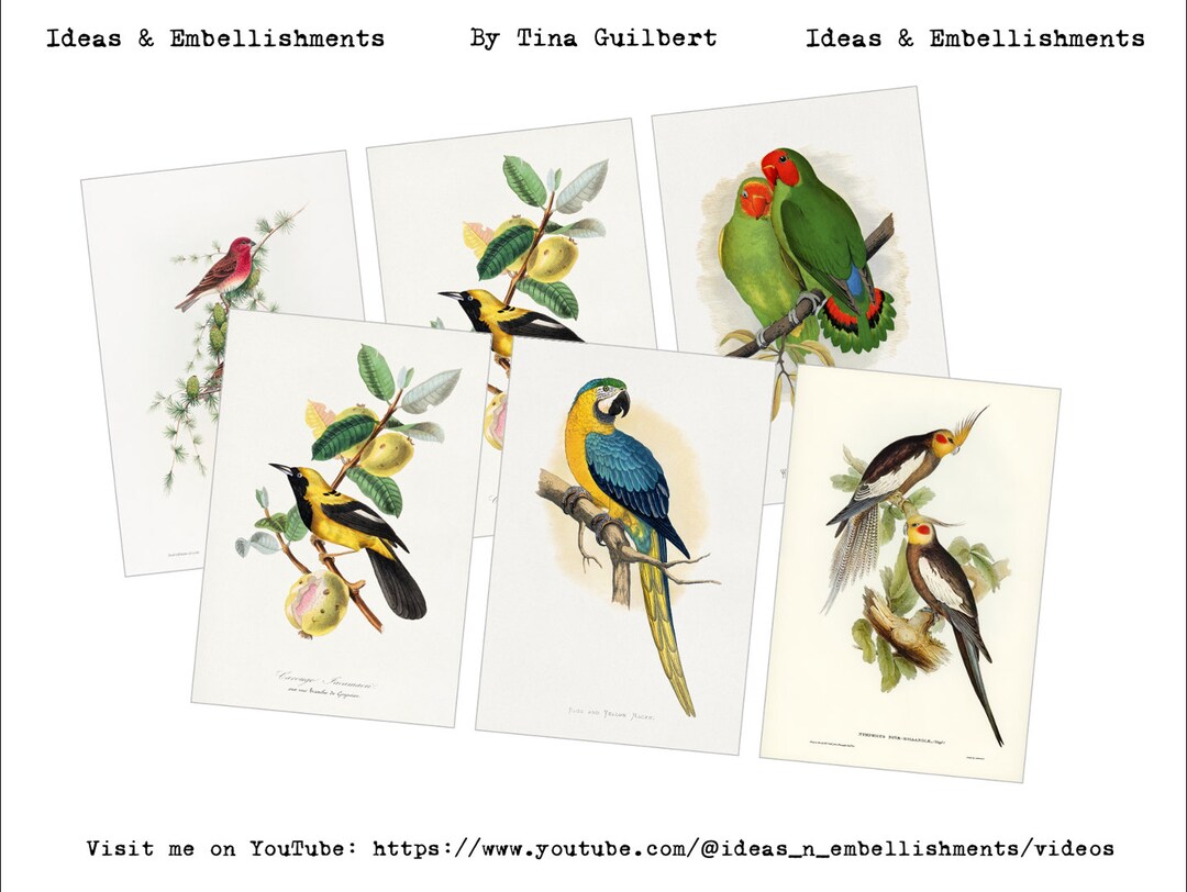 Illustrated Bird Cards; Digital Files - Etsy