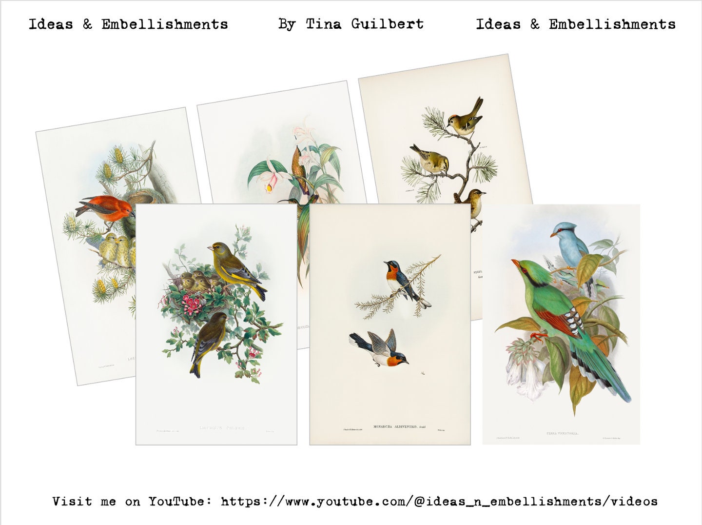 Illustrated Bird Cards; Digital Files - Etsy