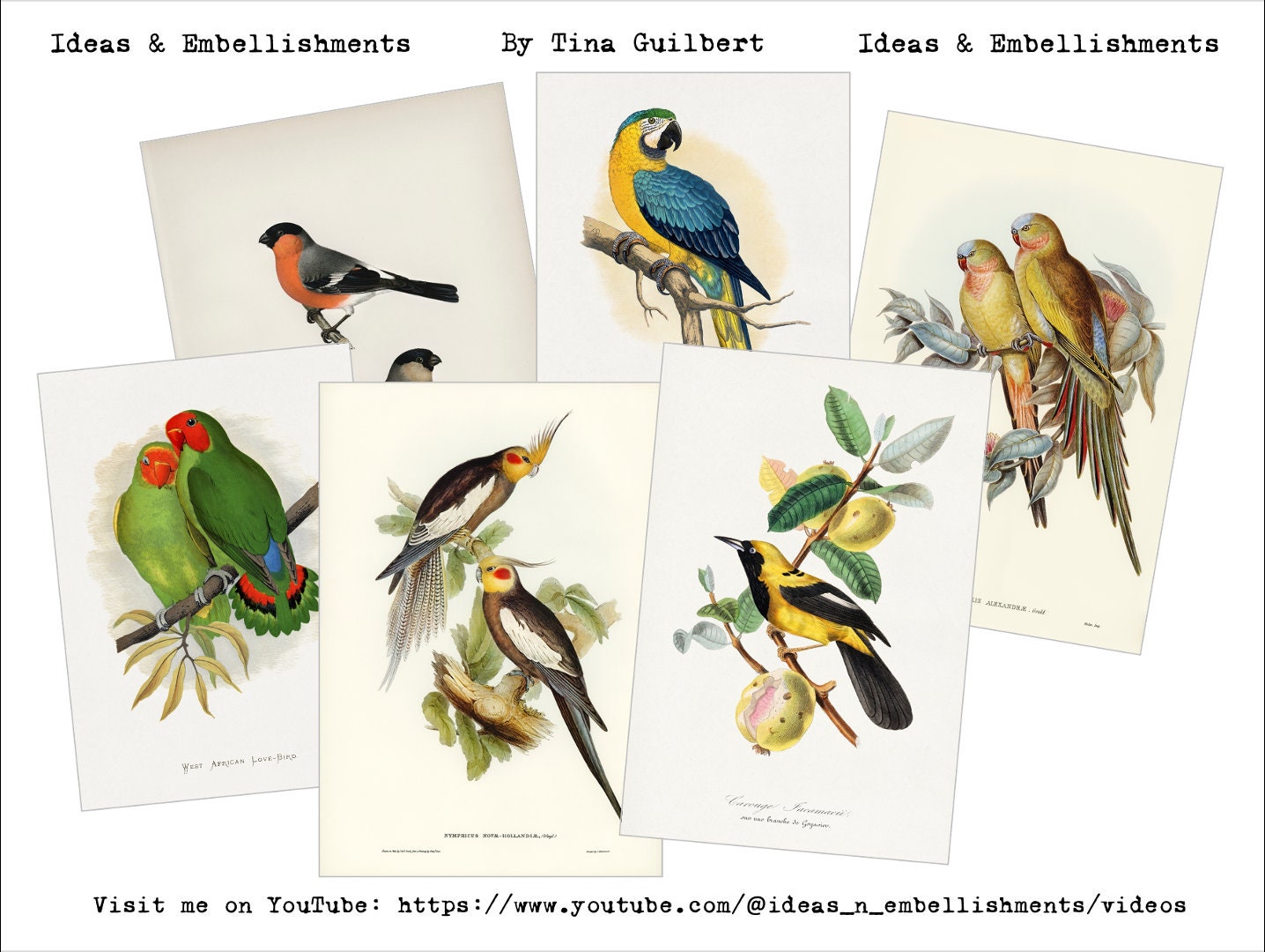 Illustrated Bird Cards Digital Files - Etsy